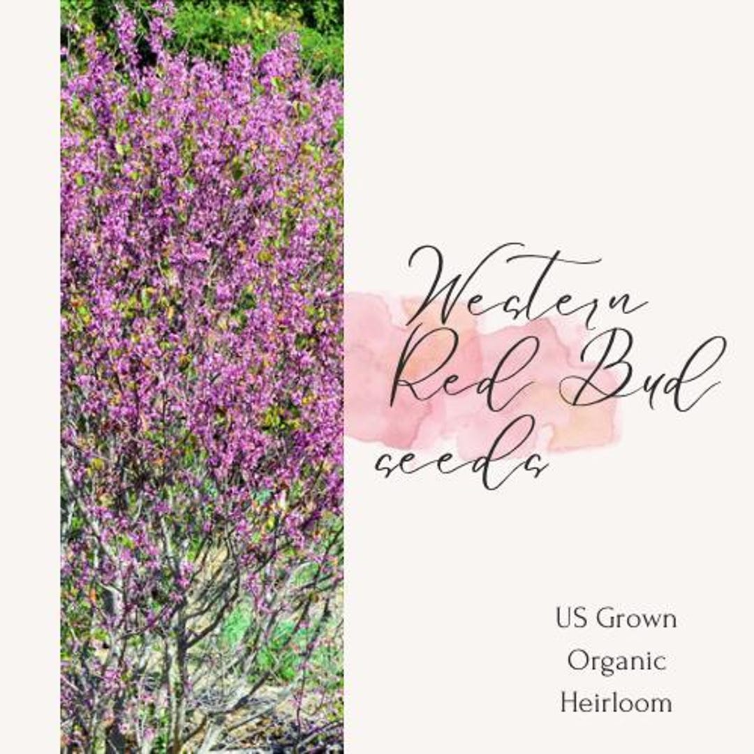 Western Red Bud Seed Heirloom, Non-gmo, Fast Shipping Seeds, Shade Tree ...