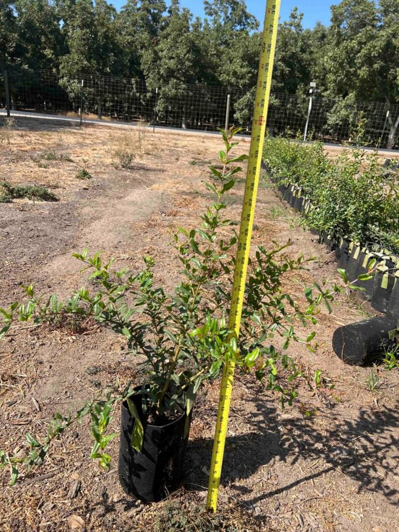 Eversweet Pomegranate Tree: Sweet, Seedless Fruit - Live Plant - Etsy