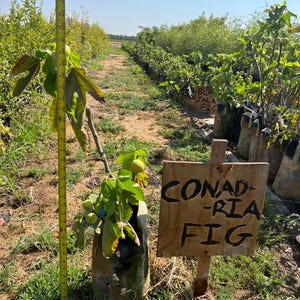 Fig Tree - Conadria Well Rooted Live Plant, Fruit Tree, Drought ...