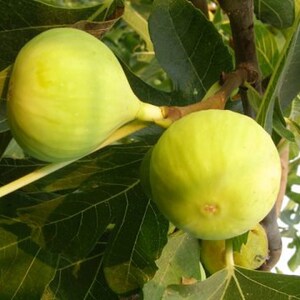 Fig Tree - Conadria Well Rooted Live Plant, Fruit Tree, Drought ...