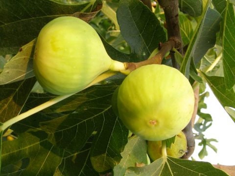 Fig Tree - Conadria Well Rooted Live Plant, Fruit Tree, Drought ...