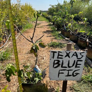 Fig Tree - Texas Blue Well Rooted Live Plant, Drought Tolerant Tree ...