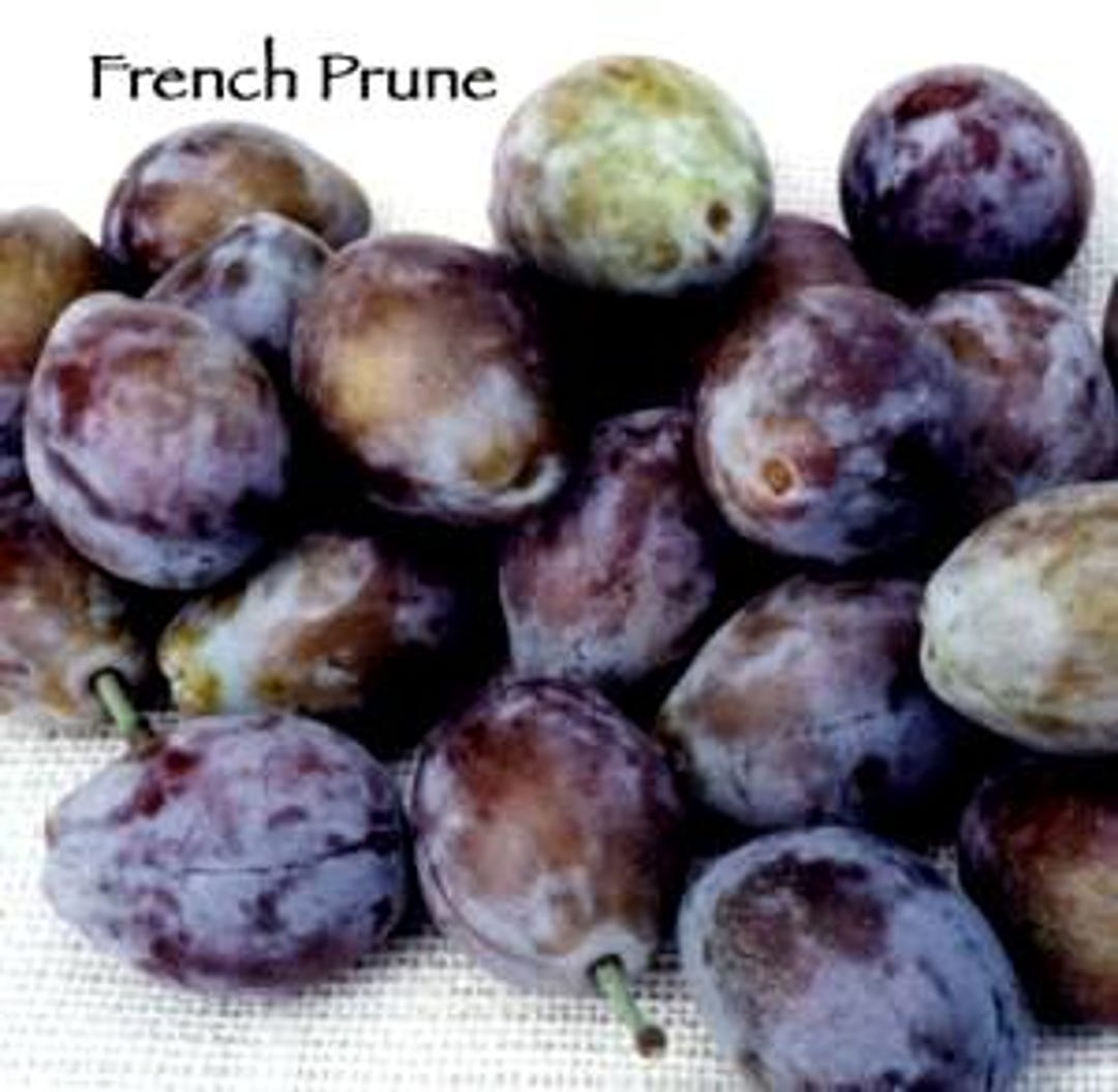 French Prune Plum- Fruit Tree -rooted Tree -potted Tree - Etsy