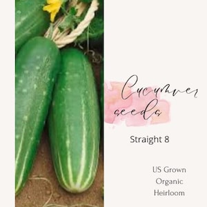 Straight 8 Cucumber Seed Heirloom, Non-gmo, Fast Shipping, Food ...
