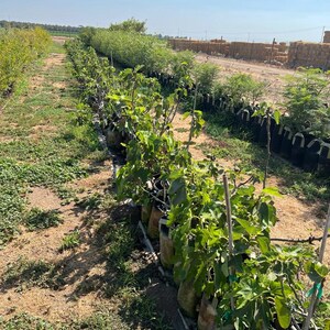 Fig Tree - Conadria Well Rooted Live Plant, Fruit Tree, Drought ...