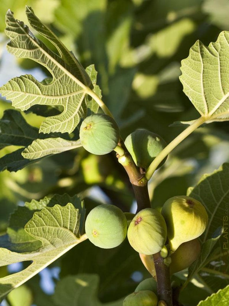 Fig Tree - Conadria Well Rooted Live Plant, Fruit Tree, Drought ...