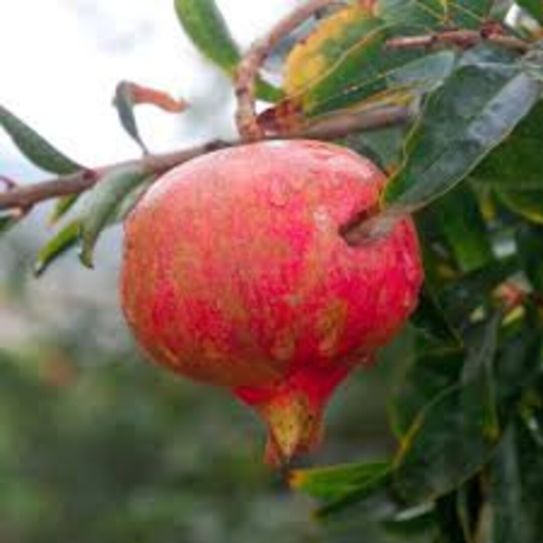 Grenada Pomegranate Tree – Well Rooted Live Plant, Drought Tolerant - Etsy