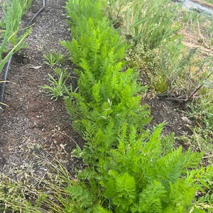 Heirloom Dill Seeds: US Grown Herb Seeds - Etsy