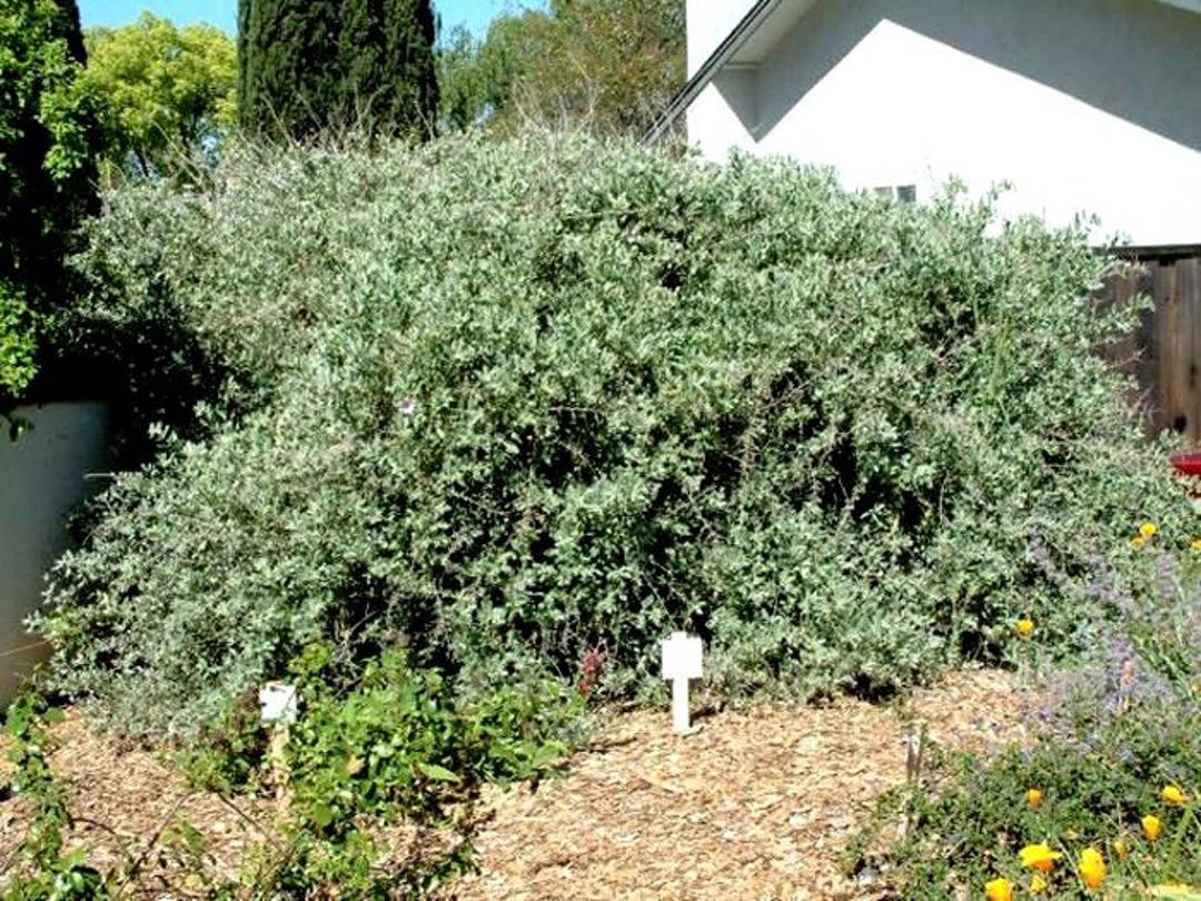 Quailbush, Well Rooted Live Plant, California Native Plant, Shrub ...