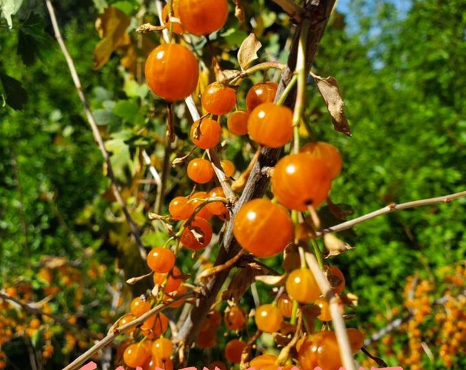 Golden Currant, Rooted Berries, Native California Plants, Landscaping ...