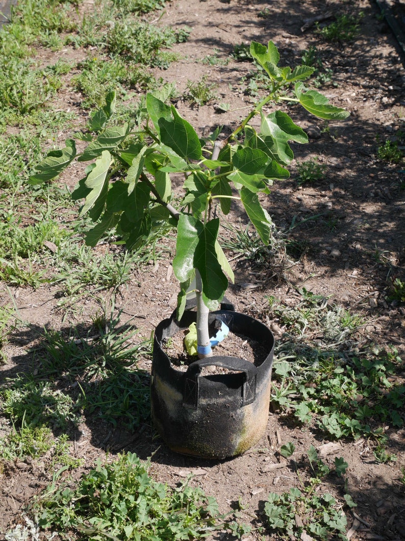 Fig Tree - Texas Blue Well Rooted Live Plant, Drought Tolerant Tree ...