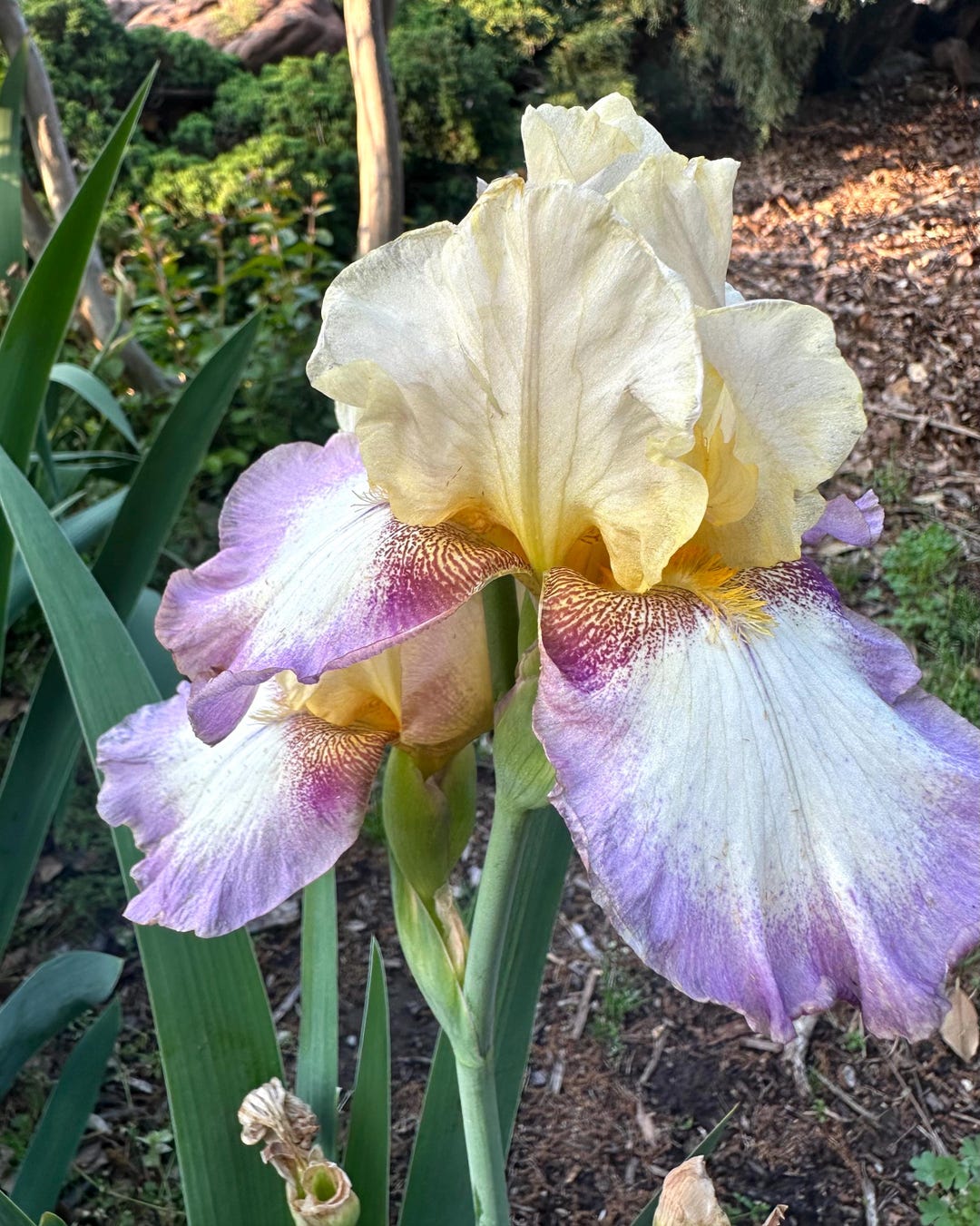 GYPSY WOMAN Tall Bearded Iris Rhizome - Etsy
