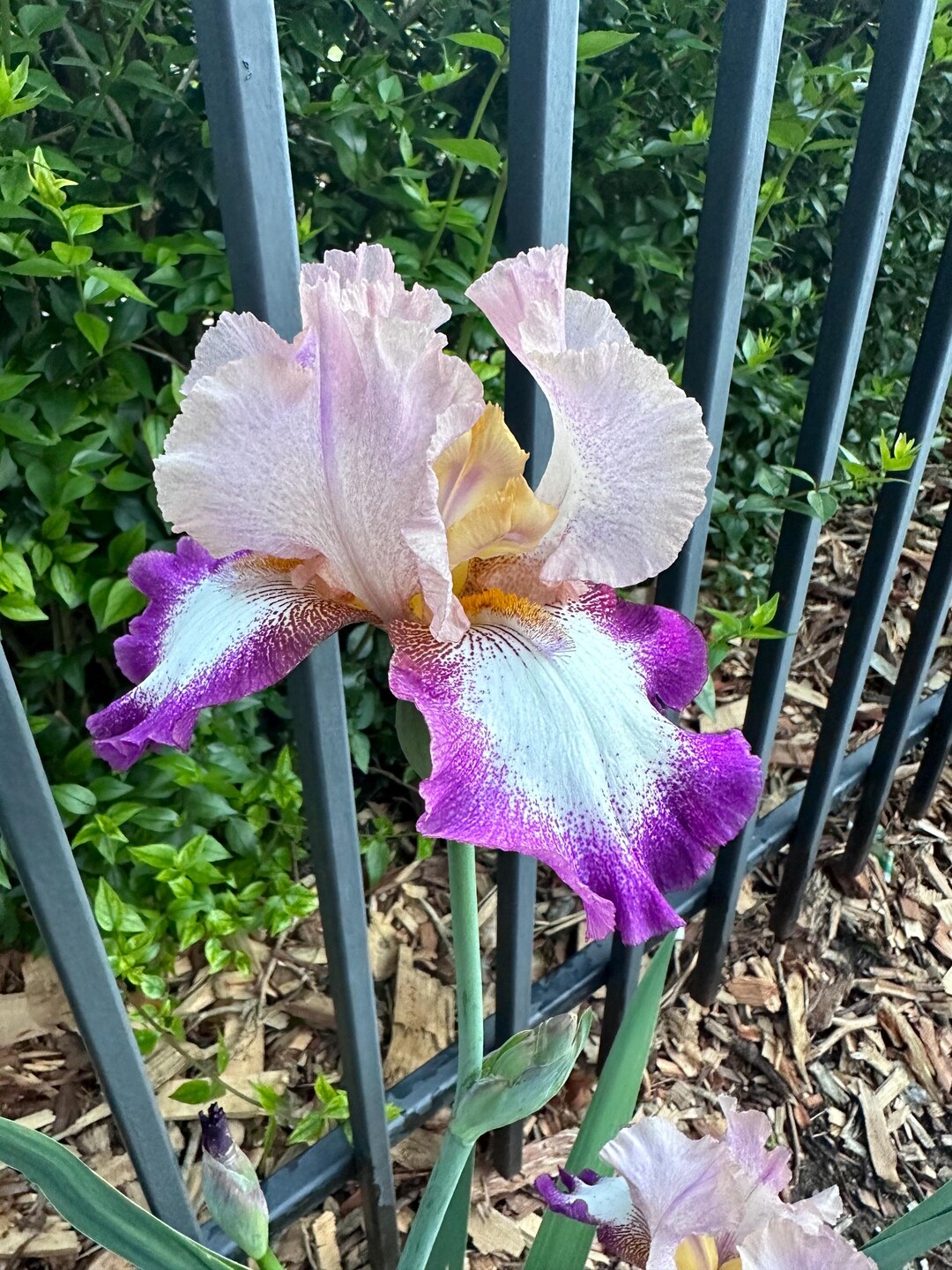 CHANGE OF PACE Tall Bearded Iris Rhizome - Etsy