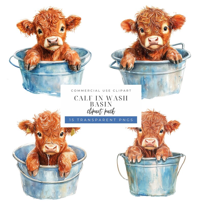 Highland Cow Calf Clipart PNG Bundle – Cute Baby Cow in Wash Tub ...