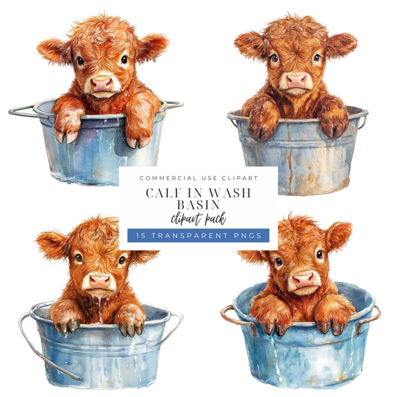 Highland Cow Calf Clipart PNG Bundle – Cute Baby Cow in Wash Tub ...