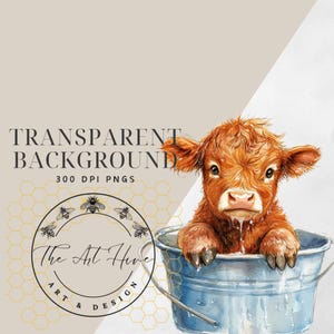 Highland Cow Calf Clipart PNG Bundle – Cute Baby Cow in Wash Tub ...