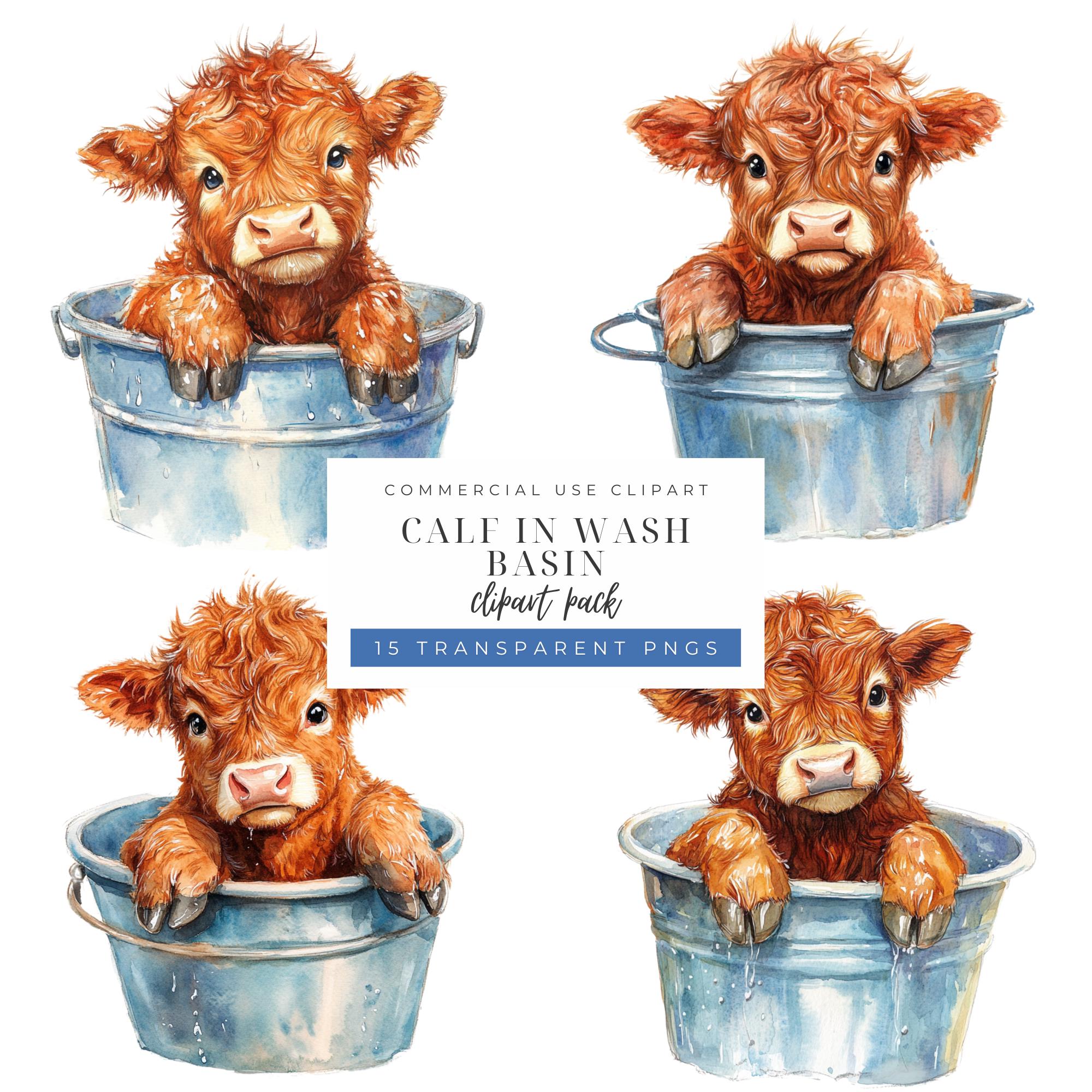 Highland Cow Calf Clipart PNG Bundle – Cute Baby Cow in Wash Tub ...