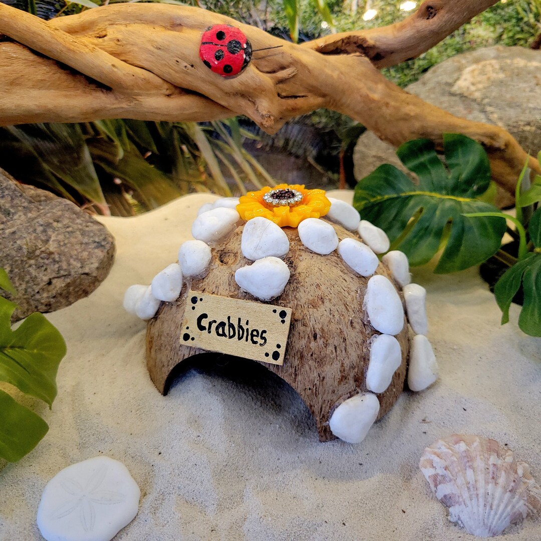 Hermit Crab Terrarium Coconut Hide, Daisy Handmade Reptile Home ...