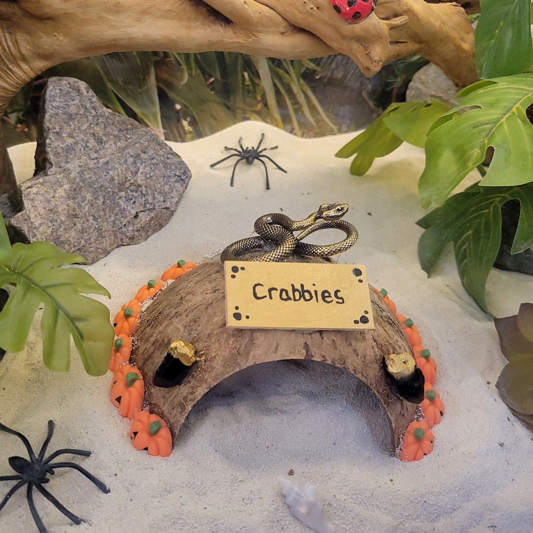 Hermit Crab Halloween Pumpkin Snake Coconut Hide, Scary Gothic ...