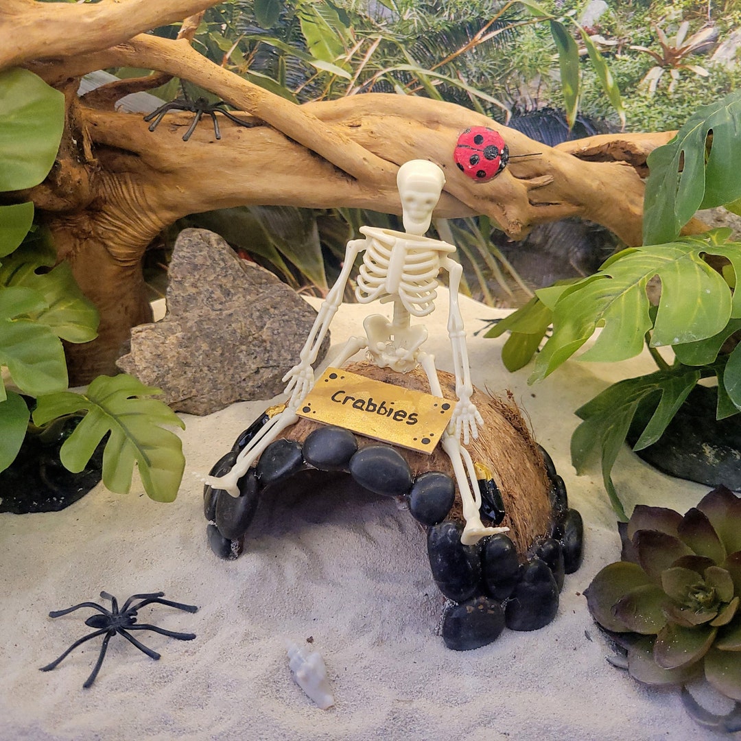 Hermit Crab Halloween Skeleton Stone Coconut Hide, Scary Gothic ...
