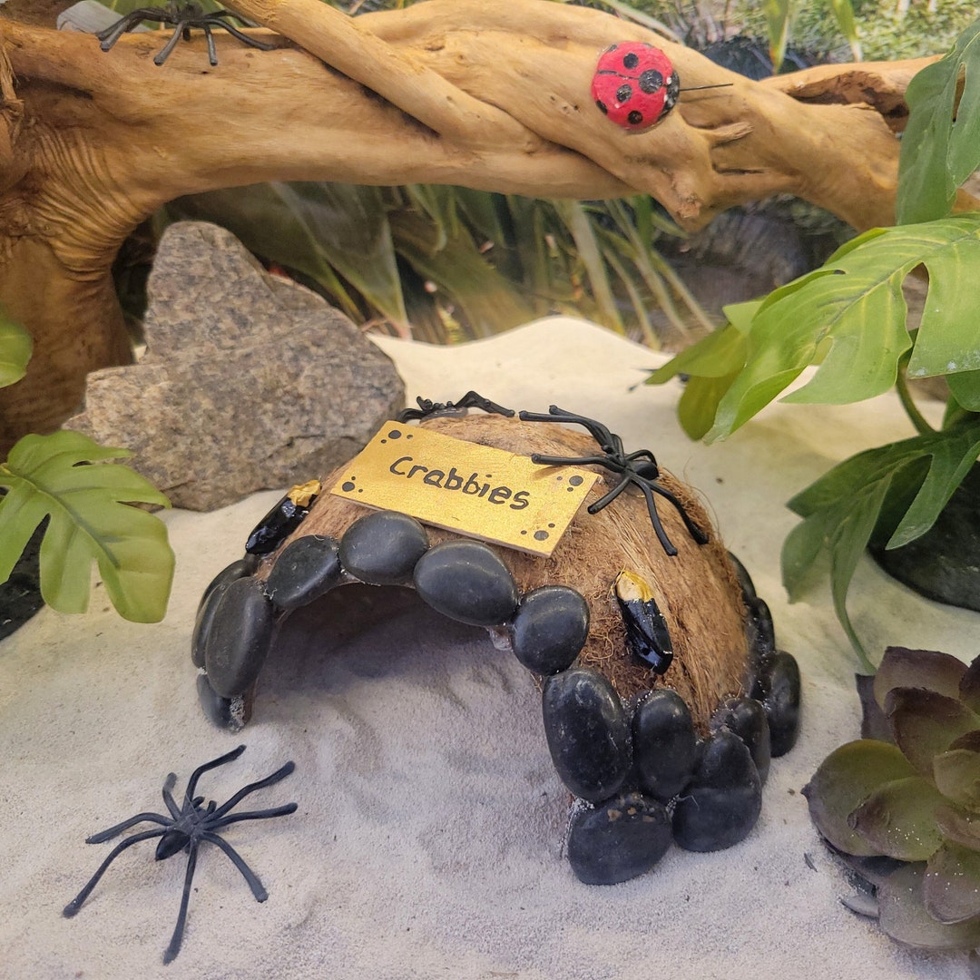 Hermit Crab Halloween Spider Stone Coconut Hide, Scary Gothic, Handmade ...