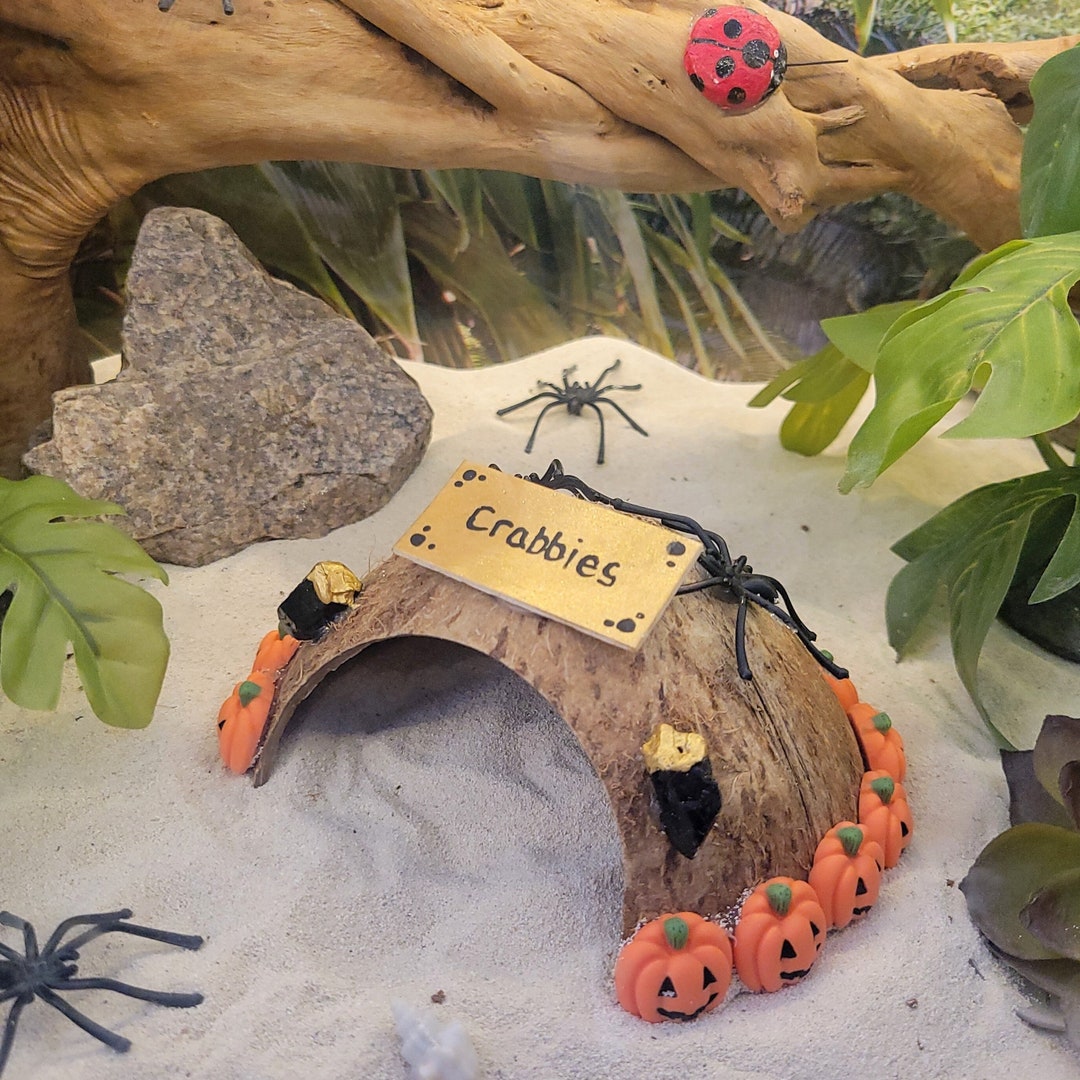 Hermit Crab Halloween Pumpkin Spider Coconut Hide, Scary Gothic ...