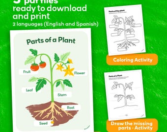 Parts of a Plant Worksheet | Parts of the Plant Labeling Activity ...