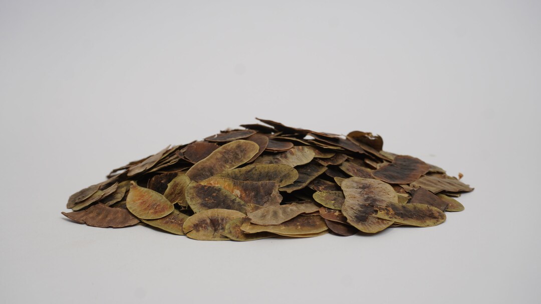 Natural Senna Pods | Senna Tea | Senna Alexandrina | Hojas De Sen ...