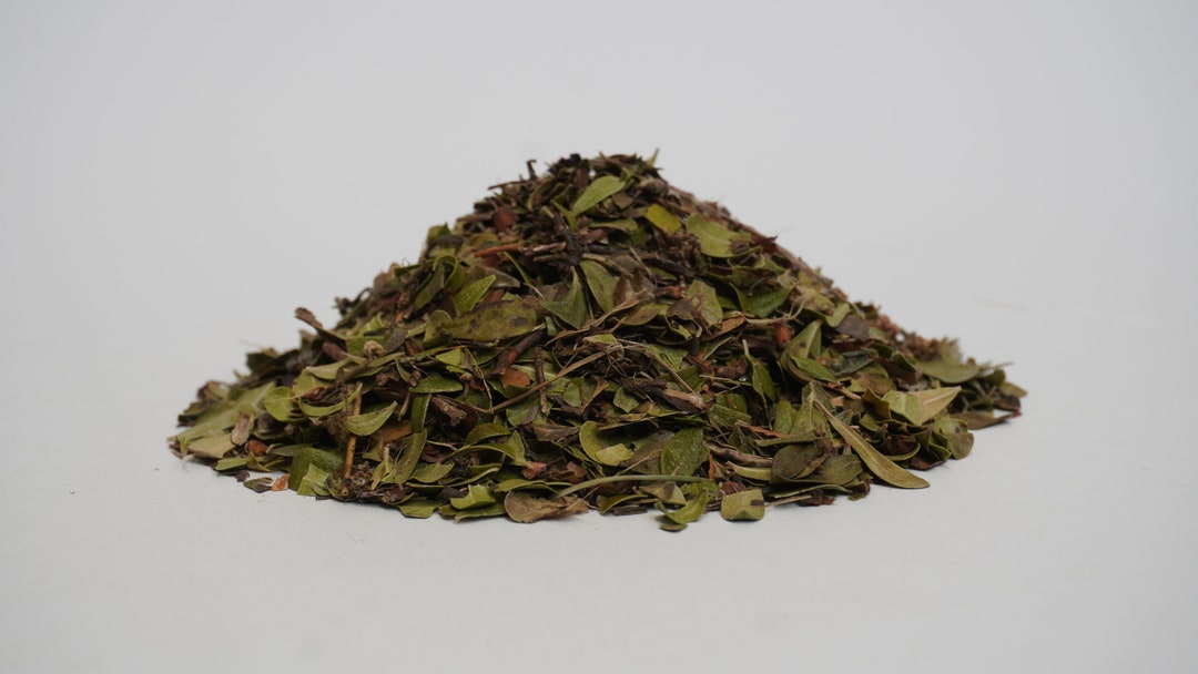 Natural Uva Ursi Tea | Uva Ursi Leaf | Bearberry Leaf | Arctostaphylos ...