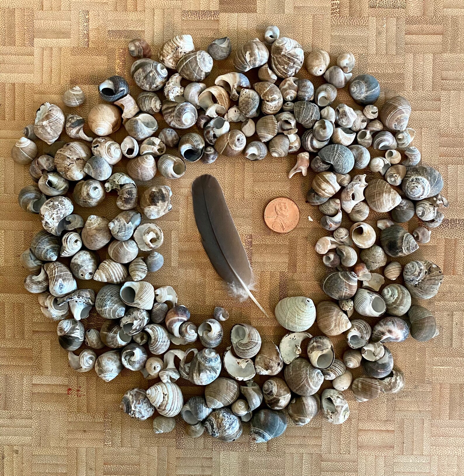 Maine Periwinkle Shells 2 Oz. Lot Various Sizes Natural | Etsy