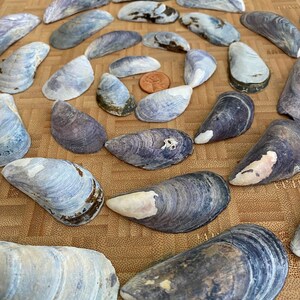 Maine Mussel Shells Lot of 100 Various Sizes Natural Supplies Free ...