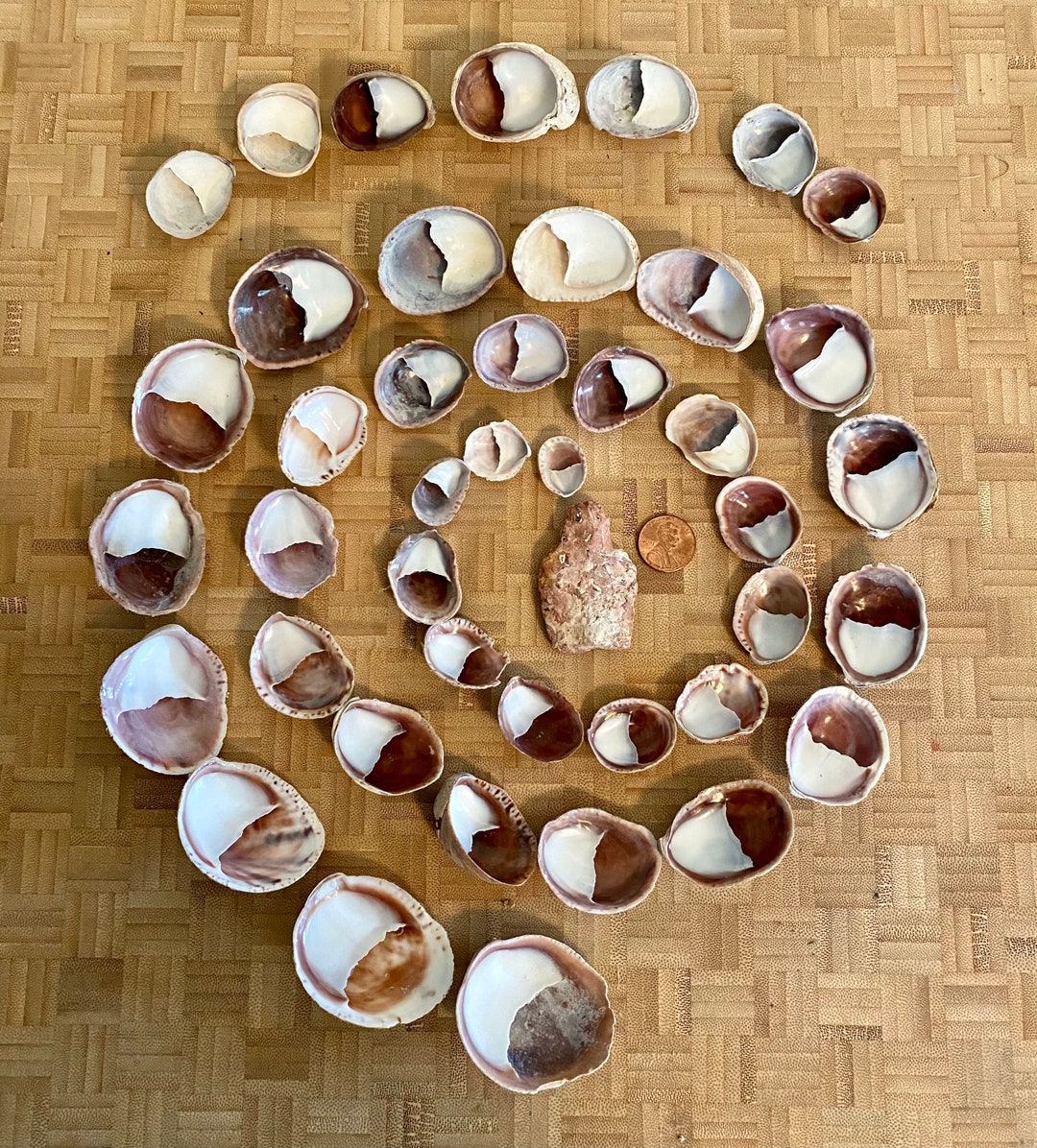 Maine Slipper Shells Lot of 10 Various Sizes Atlantic Slipper Snail ...