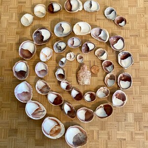 Maine Slipper Shells Lot of 10 Various Sizes Atlantic Slipper Snail ...