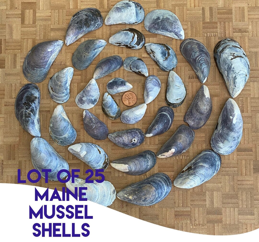 Maine Mussel Shells Lot of 25 Various Sizes Natural Supplies - Etsy