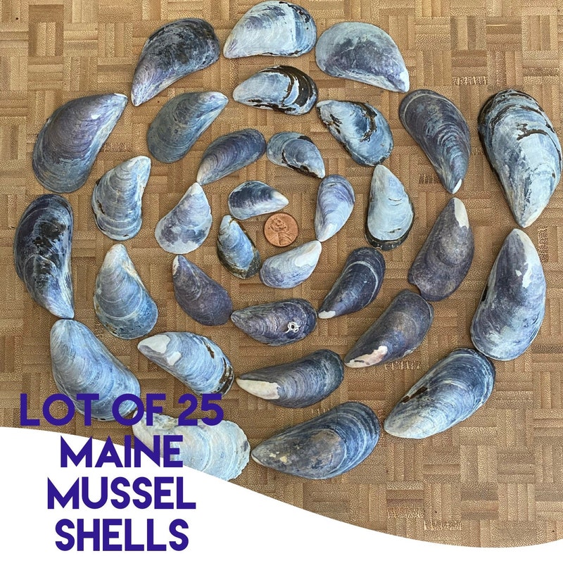 Mussel Shells - Etsy