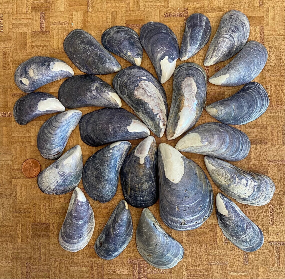 Maine Mussel Shells Lot of 100 Various Sizes Natural Supplies | Etsy