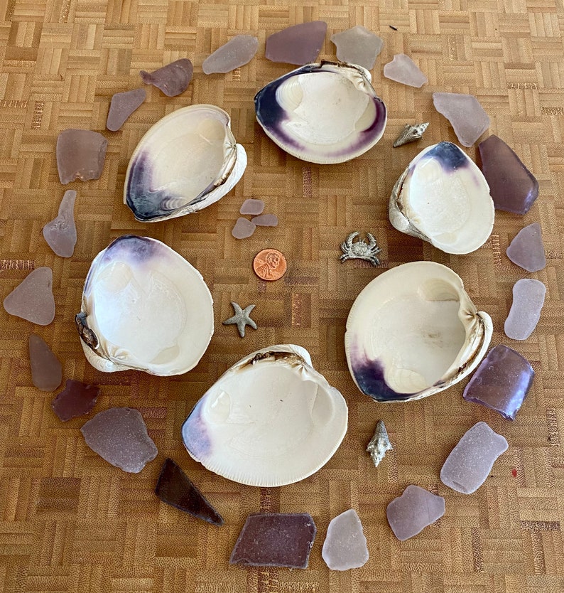 Maine Quahog Clam Shells Medium Size Wampum Shells Natural Set | Etsy