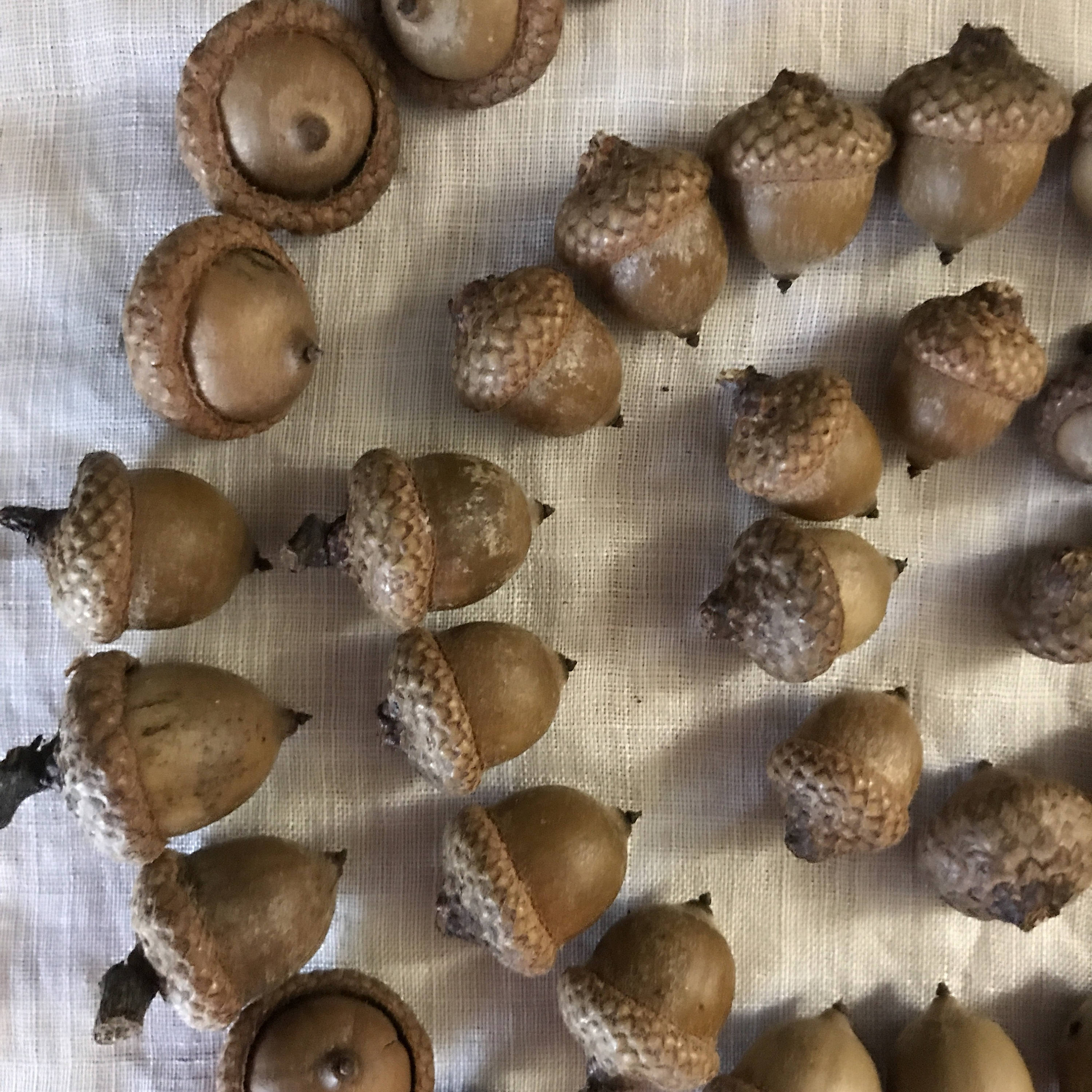 ACORNS 50 natural real acorns from Maine Oak Tree for Fall | Etsy