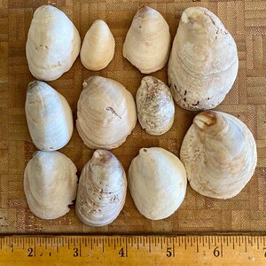 Maine Slipper Shells Lot of 10 Various Sizes Atlantic Slipper Snail ...