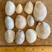 Maine Slipper Shells Lot of 10 Various Sizes Atlantic Slipper Snail ...