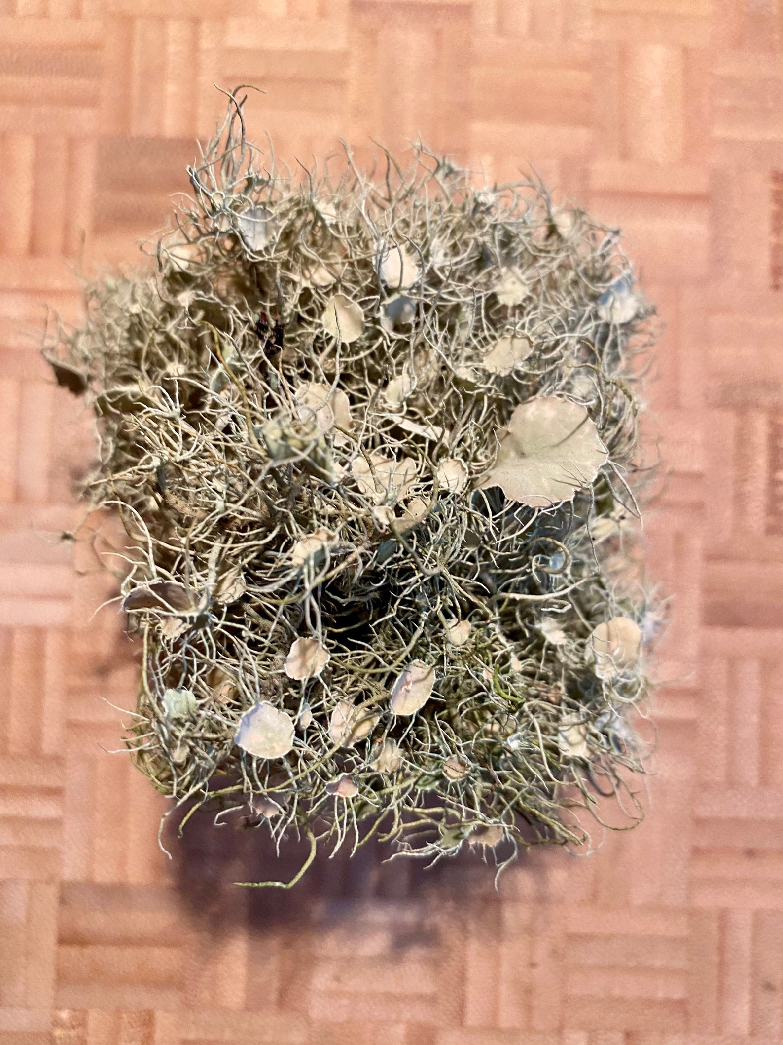Usnea Lichen Moss Old Mans Beard Reindeer Moss for Wreaths - Etsy