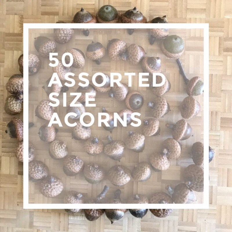 Real Acorn - Etsy