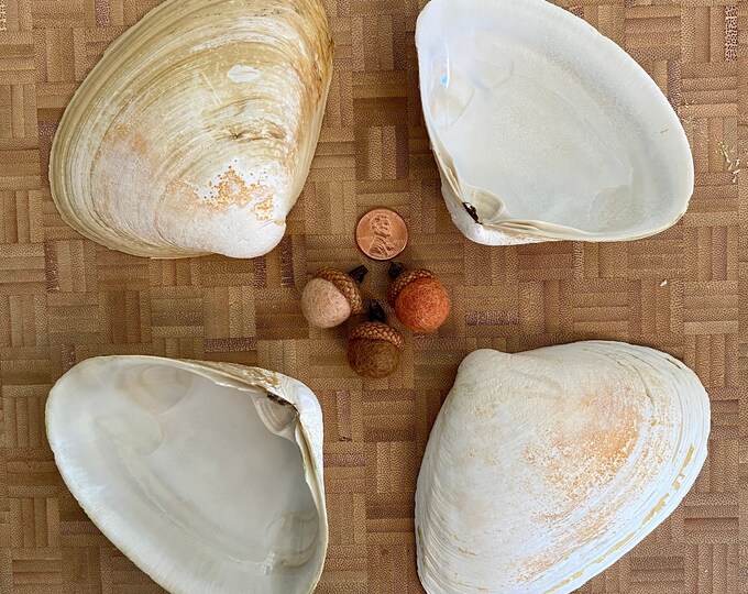Large Maine Clam Shell Quahog Shells Natural Real Shells Surf Clams One ...