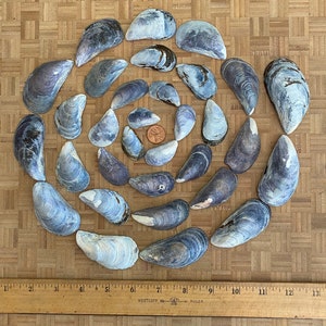 Maine Mussel Shells Lot of 100 Various Sizes Natural Supplies Free ...