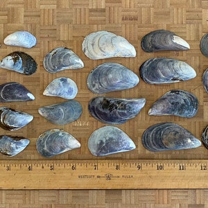 Maine Mussel Shells Lot of 100 Various Sizes Natural Supplies Free ...