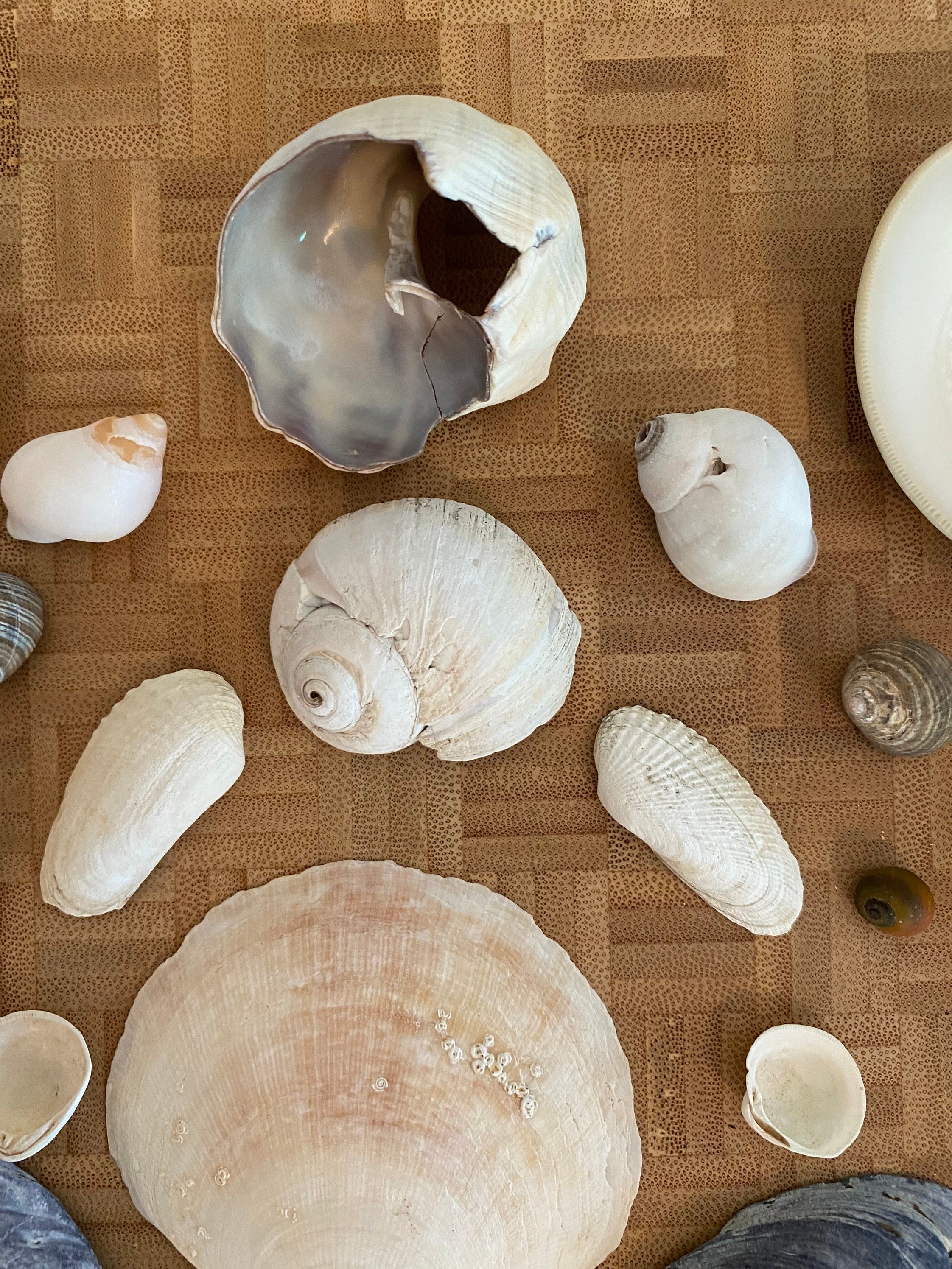 Maine Seashells Lot of 50 Shells Various Sizes and Types | Etsy