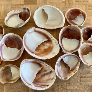 Maine Slipper Shells Lot of 10 Various Sizes Atlantic Slipper Snail ...