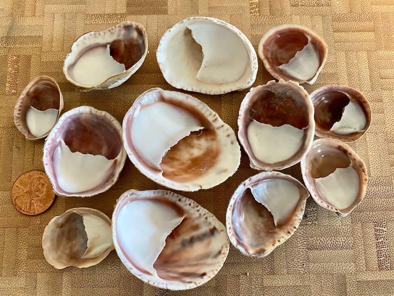 Maine Slipper Shells Lot of 10 Various Sizes Atlantic Slipper - Etsy