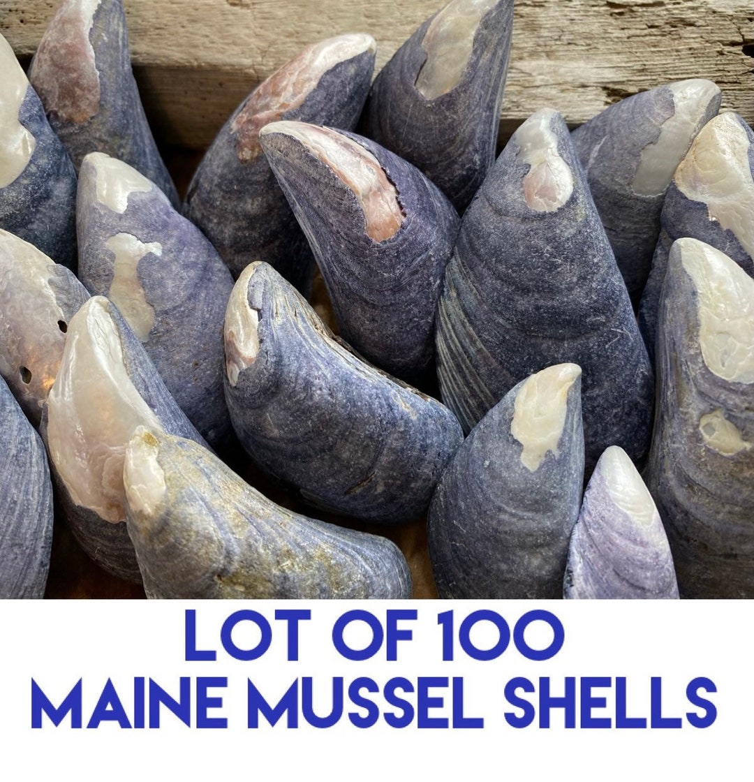 Maine Mussel Shells Lot of 100 Various Sizes Natural Supplies Free ...