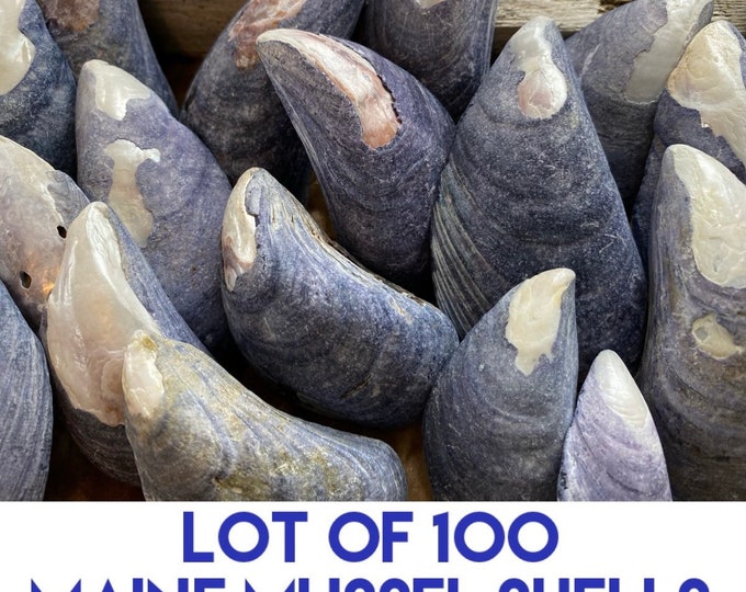 Maine Mussel Shells Lot of 100 Various Sizes Natural Supplies Free ...